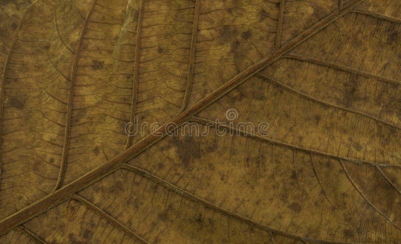 Close Up of Brown Color Dried Leaf Background and Texture Stock Photo ...