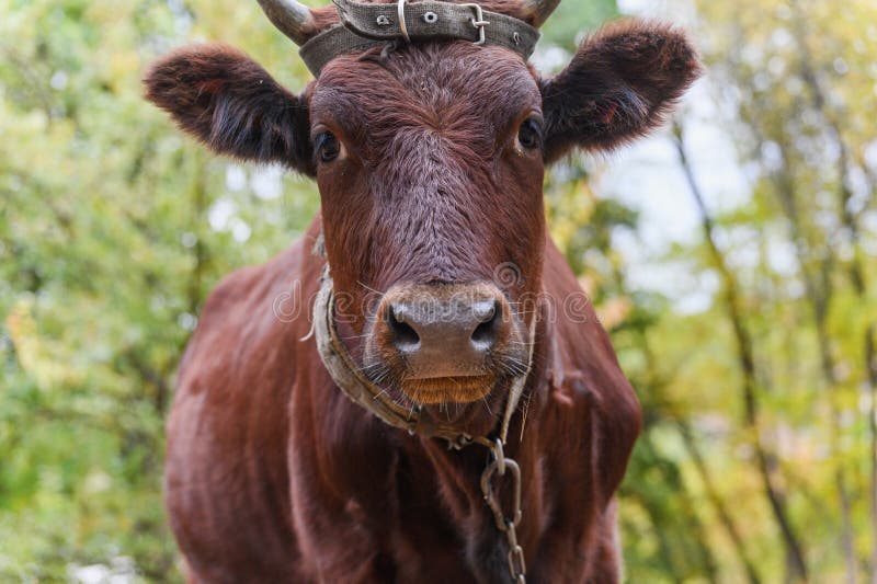 Close-up of Brown Cow Looking at Camera in Forest Stock Photo - Image ...