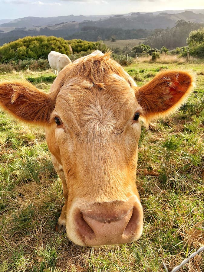 Cows looking up at camera stock image. Image of creature - 58553313
