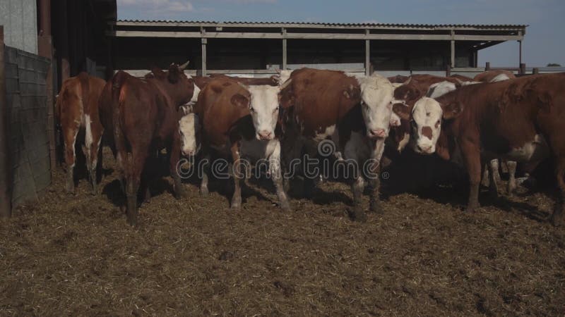 Close-up of a Brown Bull Standing in a Paddock Stock Video - Video of ...
