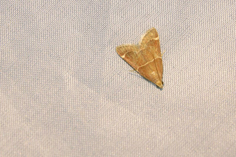 Crambidae moth stock photo. Image of life, insect, crambidae - 251034760