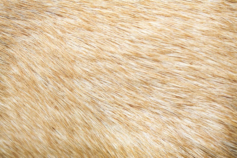 Brown Dog Skin Texture , Nature Background Stock Image - Image of hair ...