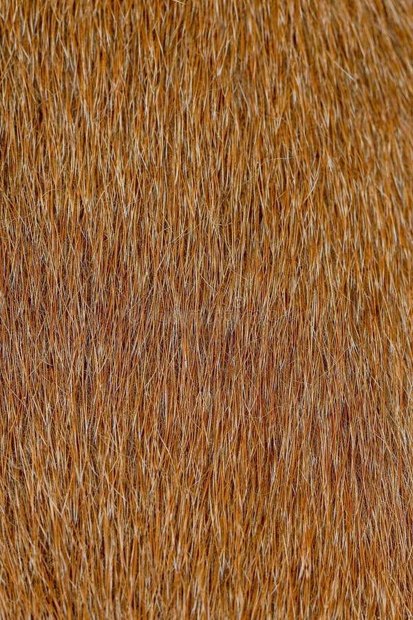 Close Up Brown Dog Skin for Texture and Pattern Stock Photo - Image of ...