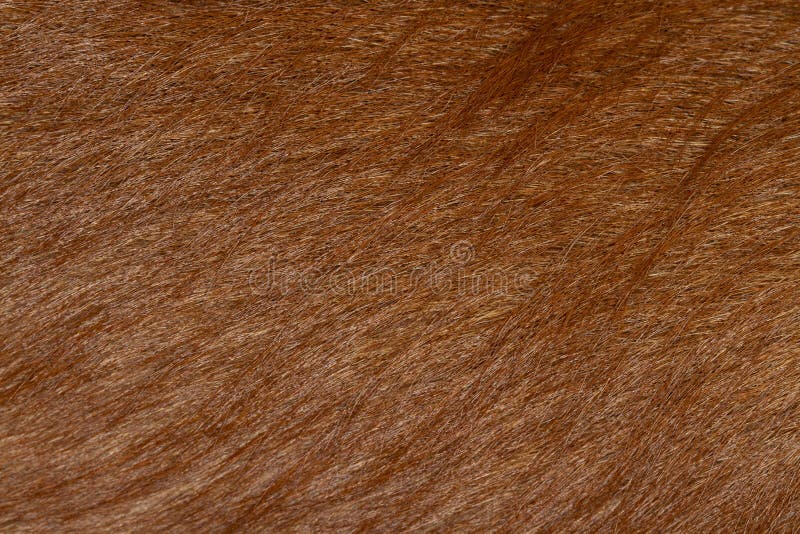Close Up Brown Dog Skin for Texture and Pattern Stock Image - Image of ...