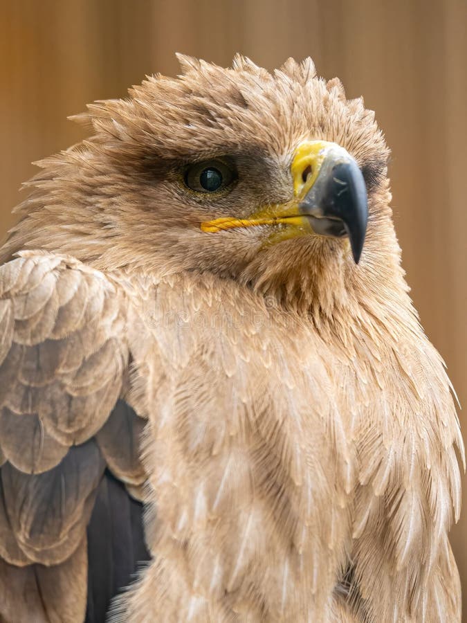 Close Up of a Brown Eagle Looking Off in Distance Stock Image - Image of animal, ornithology ...