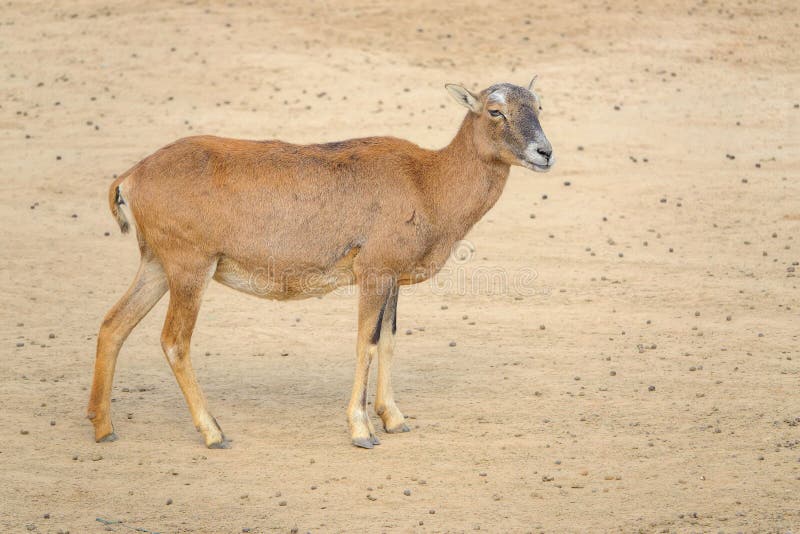 Female sheep stock image. Image of wildlife, mammals - 202608183