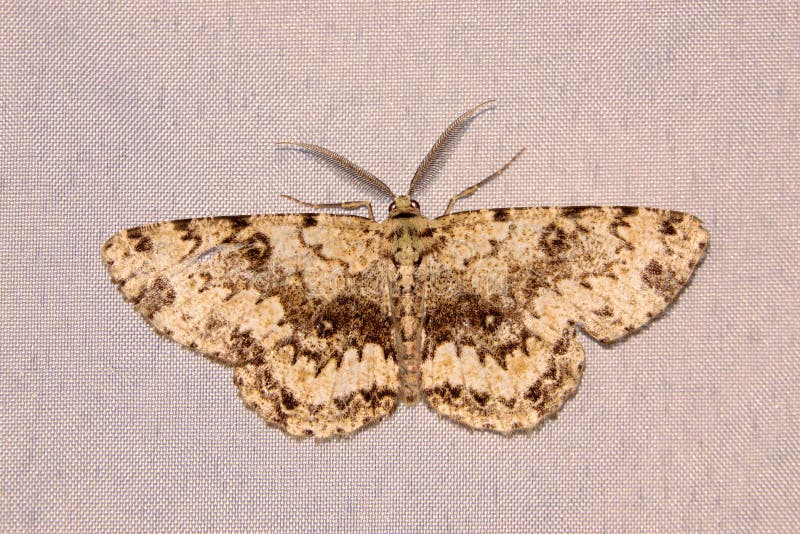 Geometrid moth stock photo. Image of life, insects, wildlife - 264250272