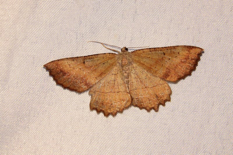 Geometrid moth stock image. Image of geometrid, natural - 264249807