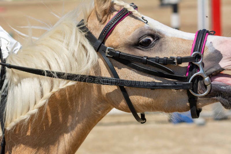 Close Up of Brown Head of a Pony during a Pony Game Race at the ...