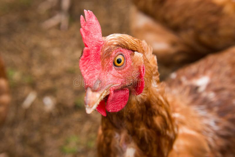 Chicken face close-up stock image. Image of rural, bird - 3392103