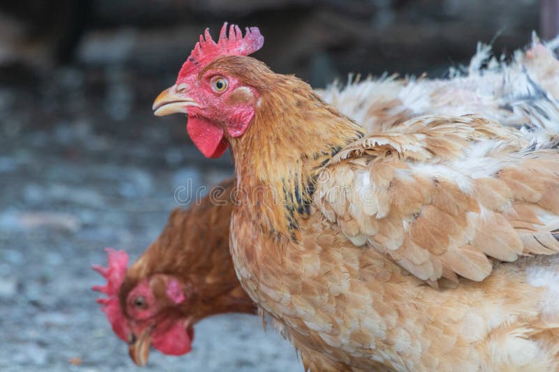 Close Up Brown Hen Traditional Rural Farmyard Setting Stock Photos ...