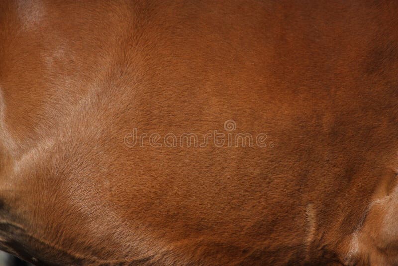 Close Up of Brown Horse Coat Stock Image - Image of texture, filly ...