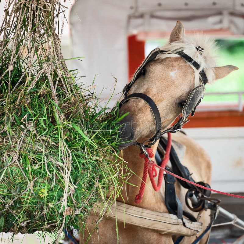 Horse eats hay. stock image. Image of paddock, mane - 119467155
