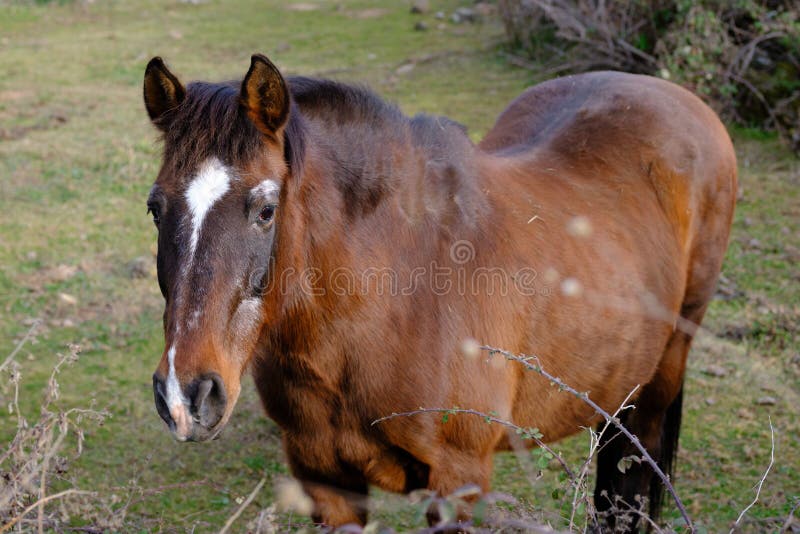 Close-up of a Brown Horse with a White Coat Color Stock Image - Image ...
