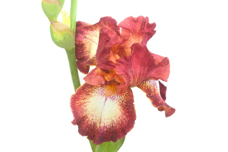 Close-Up of Brown Iris Flower Petals Stock Image - Image of bouquet ...