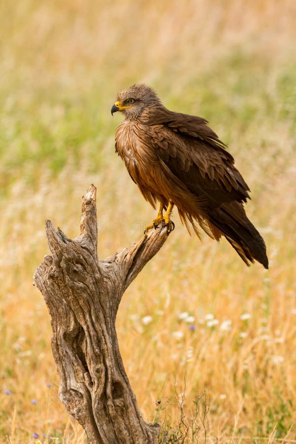 Close-up of a Brown Kite stock image. Image of feathers - 92869857