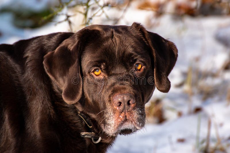 Close Up of a Brown Labrador Stock Image - Image of splashes, wave ...
