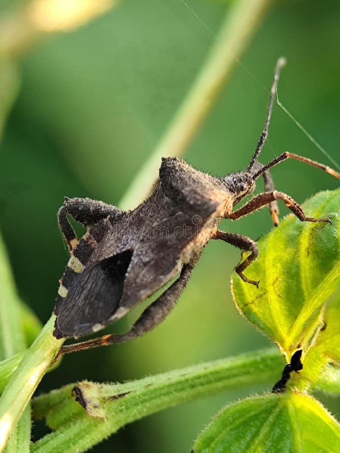 Close-up of a Brown Leaf-footed Bug Perched on a Green Plant Stem ...