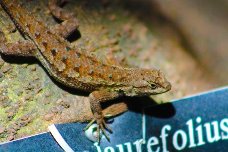 Close Up of a Brown Lizard on a Tree Next To a Sign Stock Image - Image ...