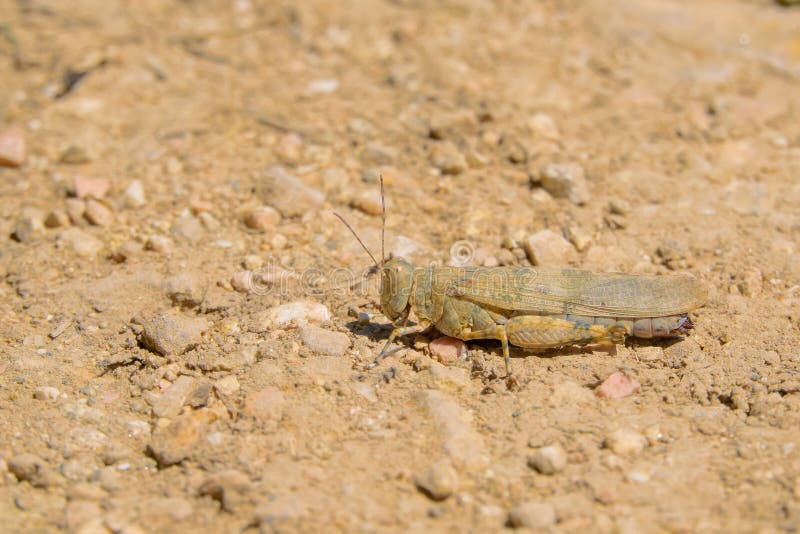 Locust stock image. Image of nature, insect, grasshopper - 25309775