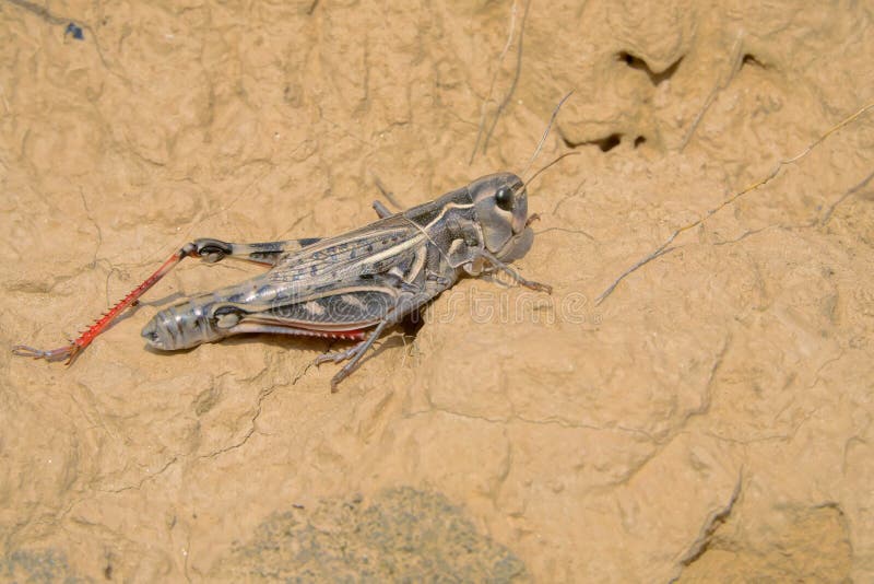 Brown Locust in Early Morning Sun Stock Image - Image of pest, south ...