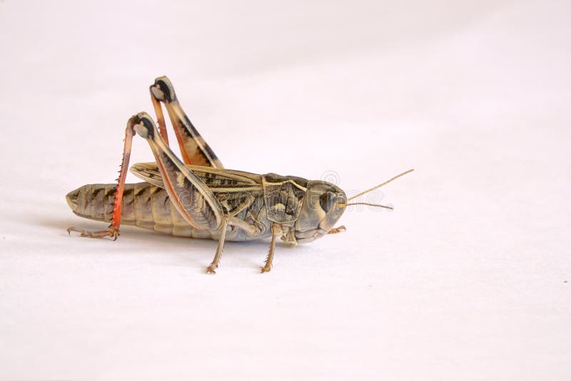 Locust stock image. Image of hopper, animals, locust - 248960533