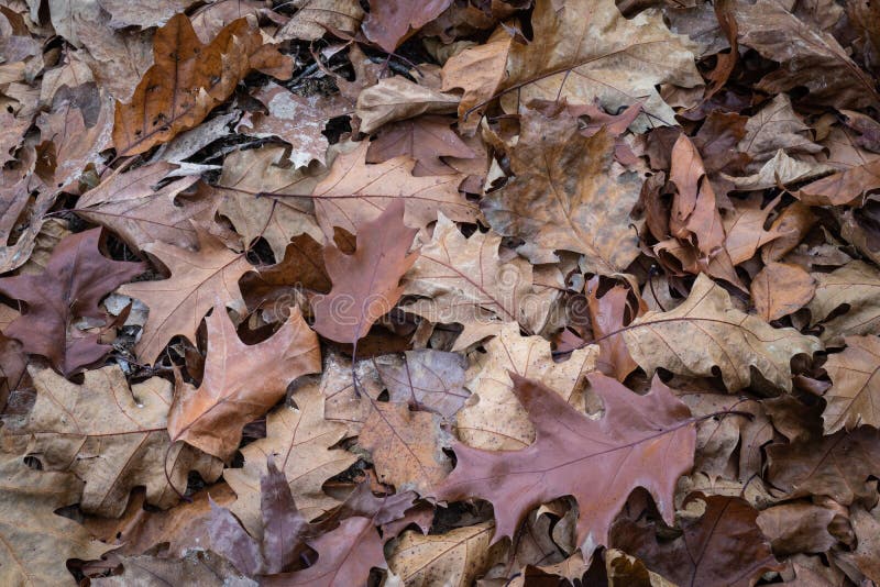 Close Up of Brown Maple Leaves Lying on Forest Ground Pathway Stock ...
