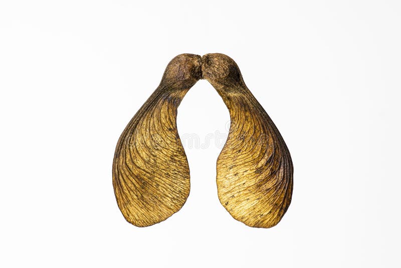 Brown maple seed stock image. Image of helix, isolated - 231761793
