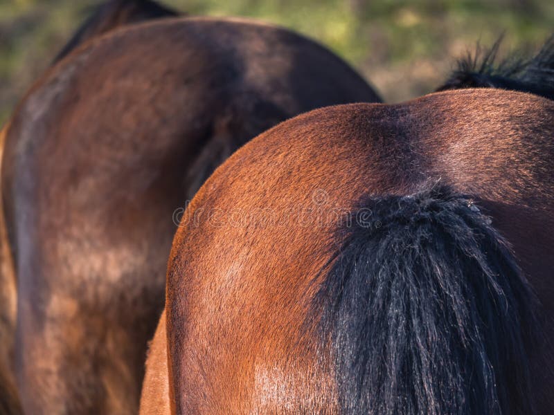 Close-up of a Brown Mare S Rump Stock Image - Image of mare, horn ...