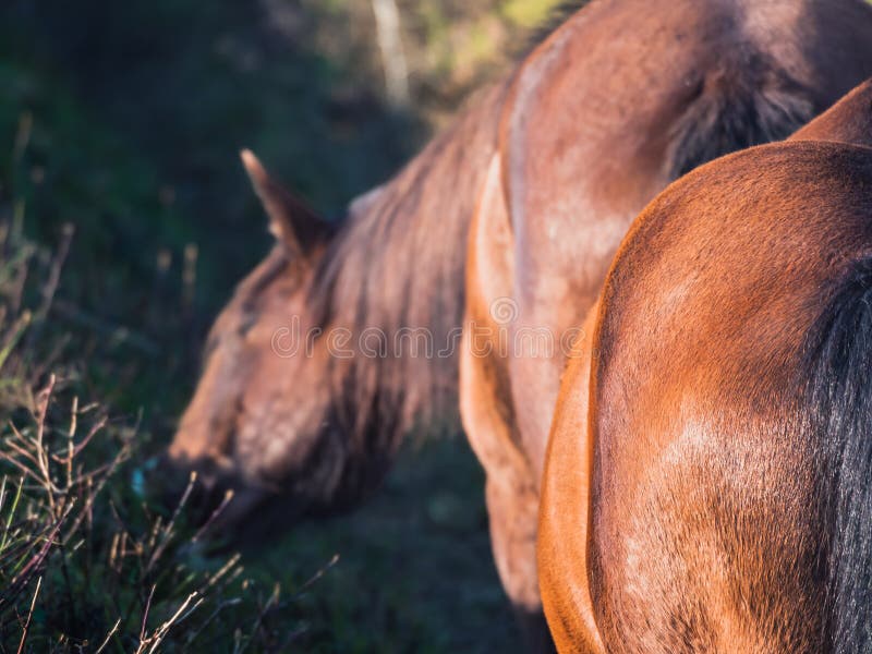 Close-up of a Brown Mare S Rump Stock Photo - Image of brown, field ...