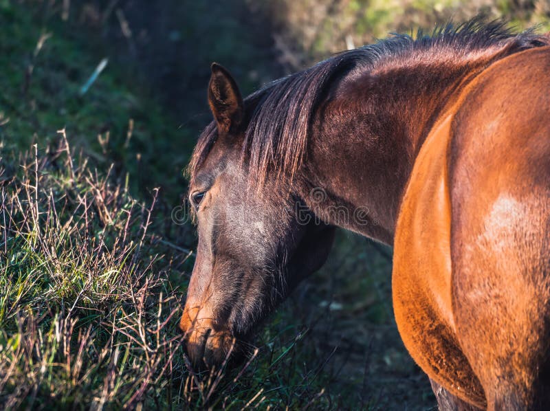 Close-up of a Brown Mare S Rump Stock Image - Image of bridle ...