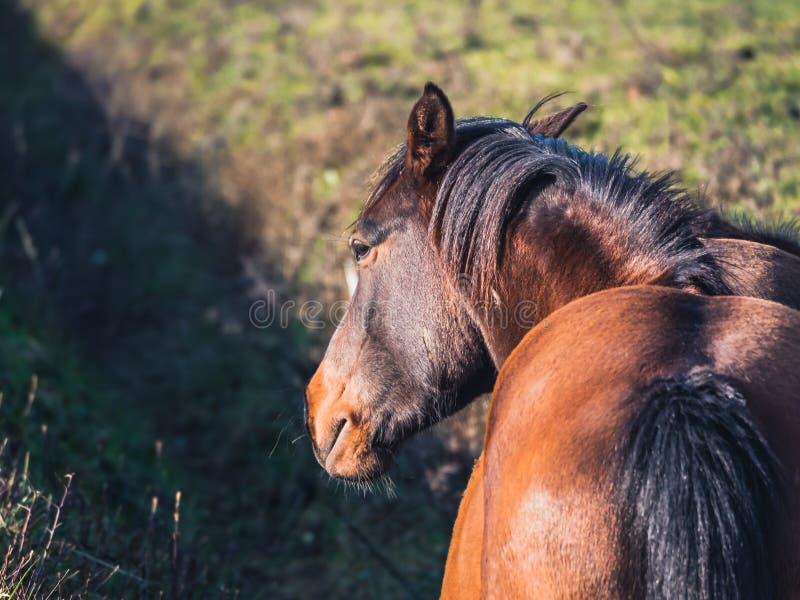 Close-up of a Brown Mare S Rump Stock Photo - Image of black, farm ...