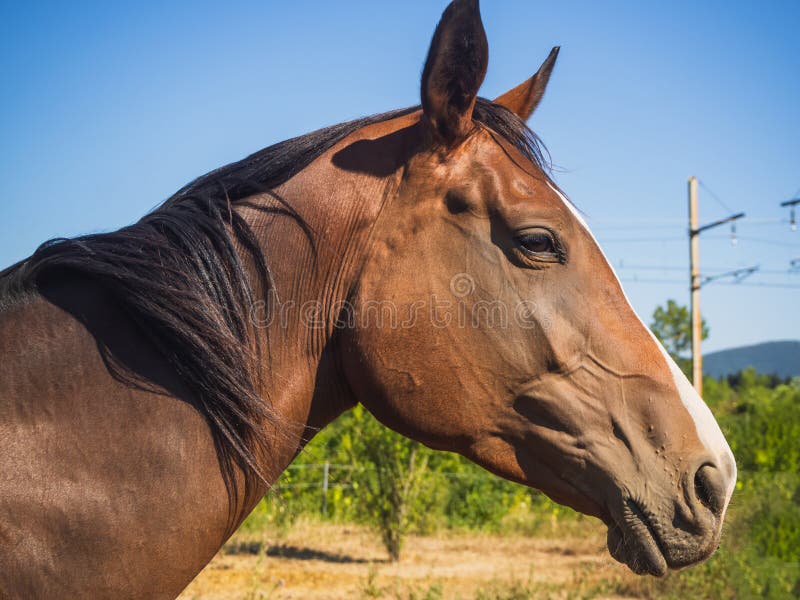 Close Up of Brown Mare in the Yard. a Brown Horse with a Black Mane ...