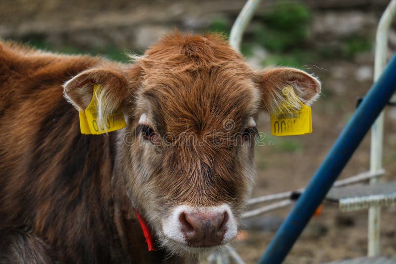 Close-up of Brown Marked Cow Stock Photo - Image of countryside, brown ...