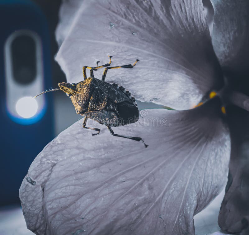 Close Up of a Brown Marmorated Stink Bug on a Hibiscus Flower Under a ...