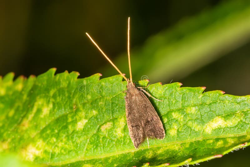 Close-up of Brown Moth. Moth on the Leaf. Stock Photo - Image of ...