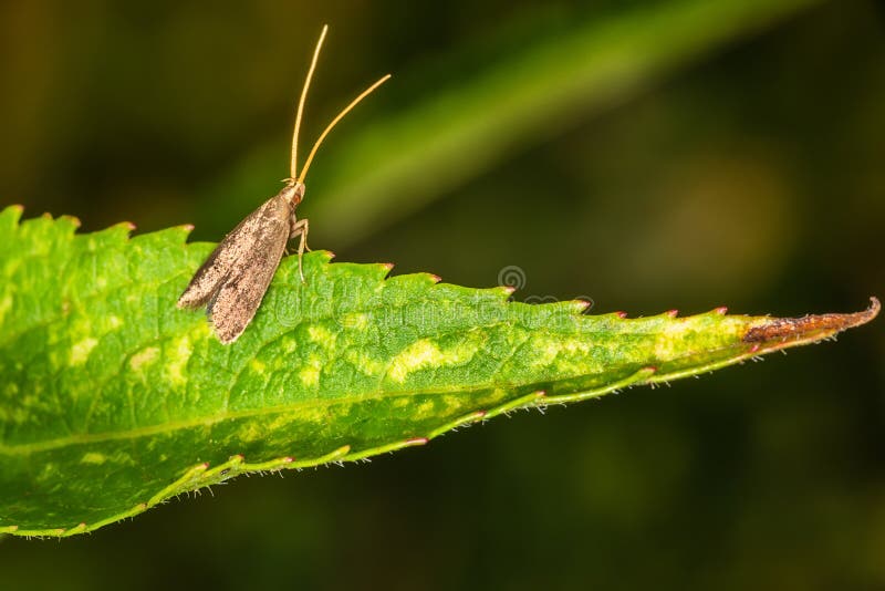 Close-up of Brown Moth. Moth on the Leaf. Stock Photo - Image of living ...