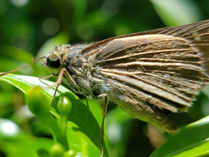 Close-up of a Brown Moth Perched on a Green Leaf Stock Photo - Image of ...