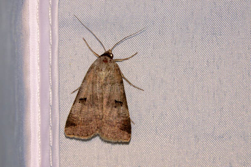 Noctuidae moth stock image. Image of wild, animals, natural - 264250281