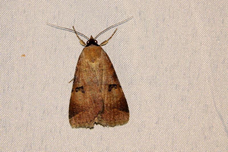 Noctuidae moth stock image. Image of life, spot, noctuidae - 252566525