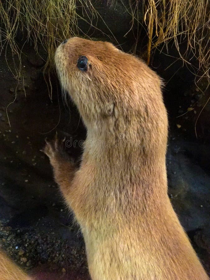 Close up of a Brown Otter stock photo. Image of furry - 176068436