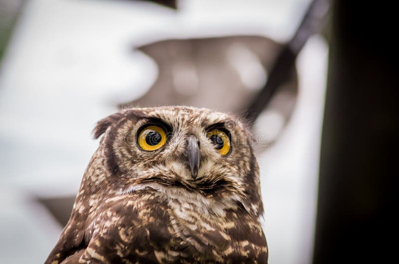 Close Up of Brown Owl Face Outdoors Stock Image - Image of nature, prey ...