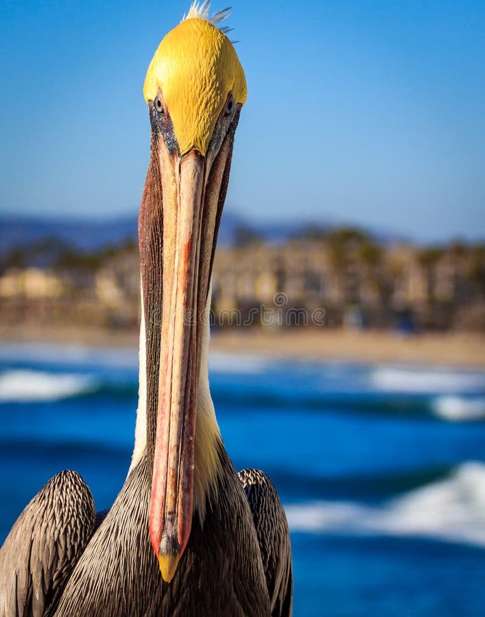 Brown pelican close up. stock image. Image of brown - 132695011
