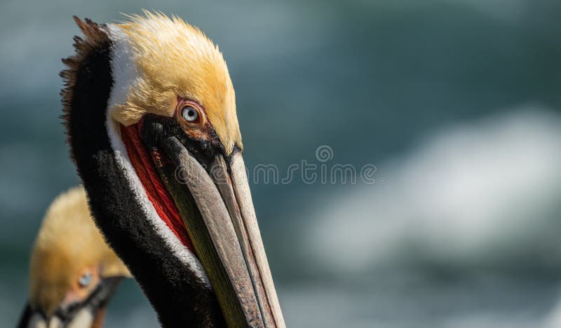 1,709 Pelican Brown Pacific Coast Stock Photos - Free & Royalty-Free ...