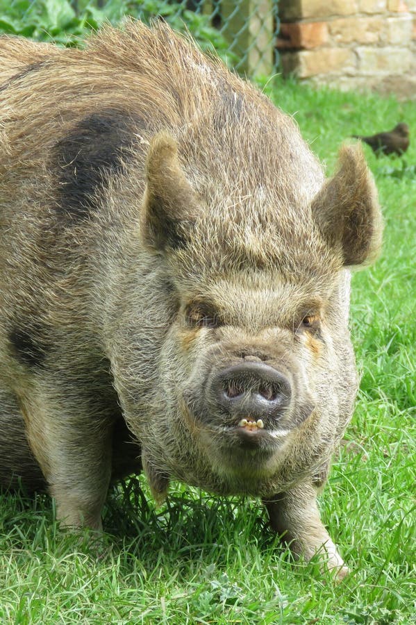 Close Up of a Brown Pig in a Field Stock Image - Image of boar, animal ...