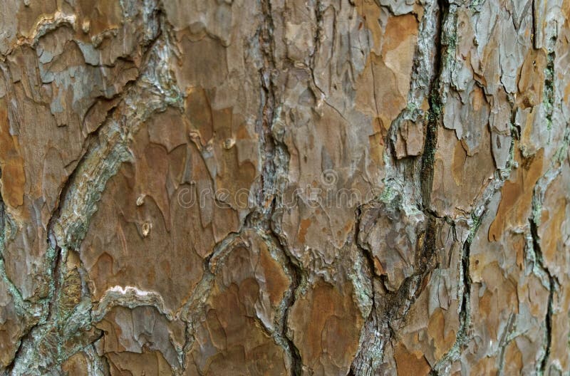 Close-up of Brown Pine Bark Texture. Backgrounds and Textures Stock ...
