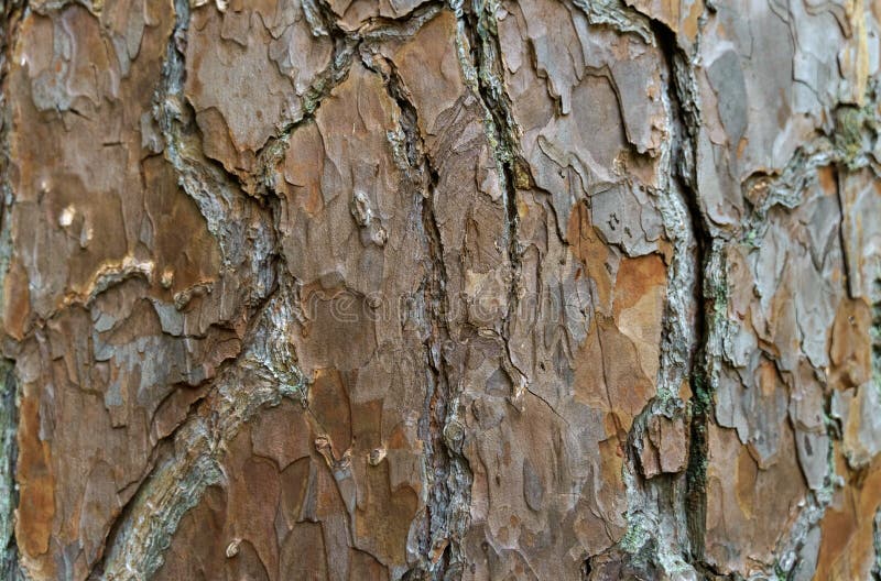 Close-up of Brown Pine Bark Texture. Backgrounds and Textures Stock ...