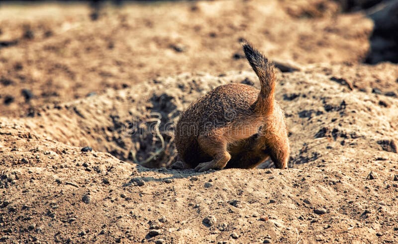A Brown Prairie Dog stock image. Image of branch, humor - 100582829