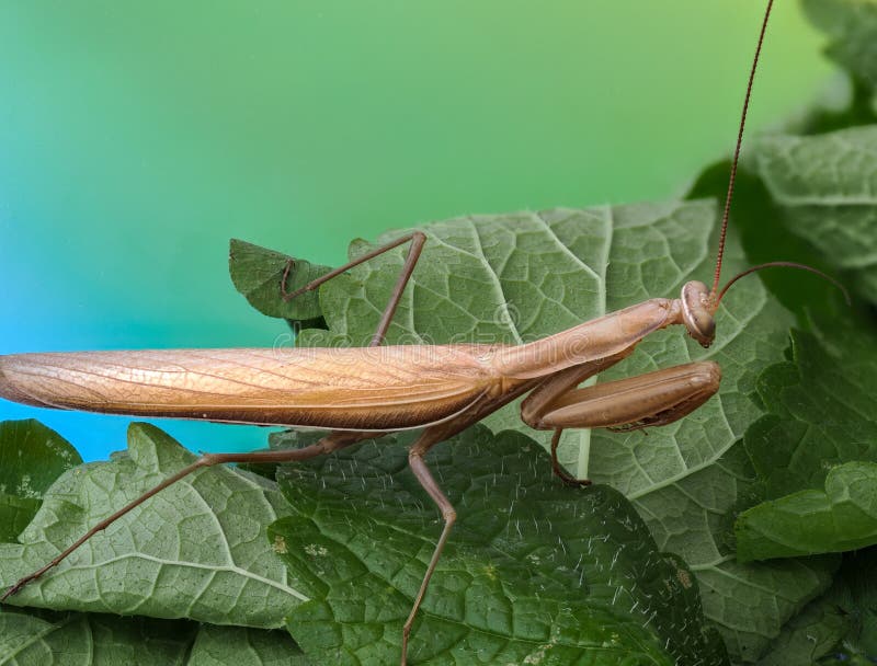 Close-up of a Brown Praying Mantis Stock Image - Image of leaf, praying ...