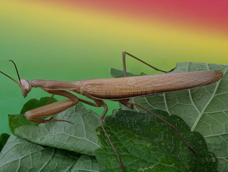 Close-up of a Brown Praying Mantis Stock Photo - Image of head ...